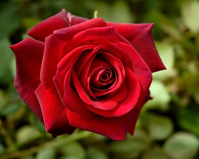 Rosier rouge parfumé EDITH PIAF - Marque Meilland